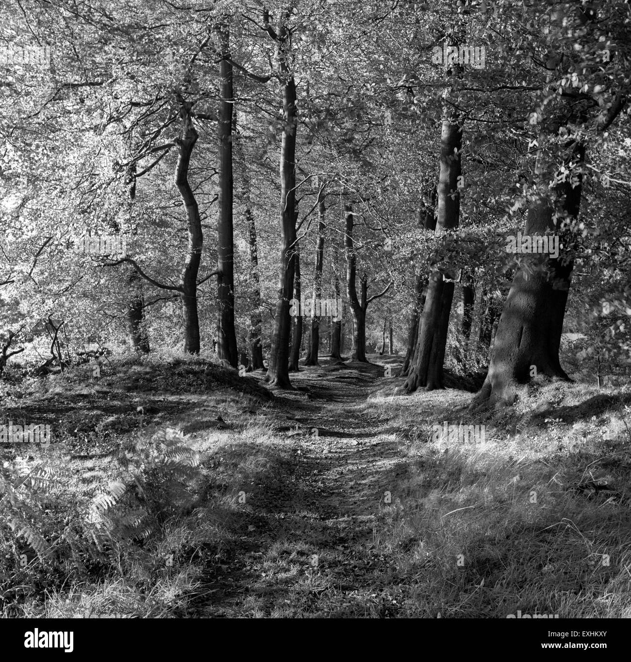 Shady woodland scene hi-res stock photography and images - Alamy