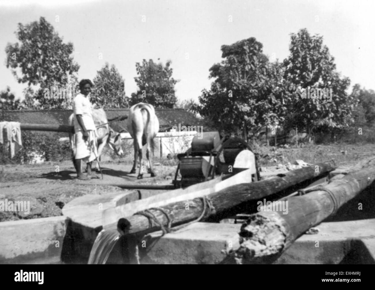 A photograph from 1957 showing the Persian wheel irrigation system in ...