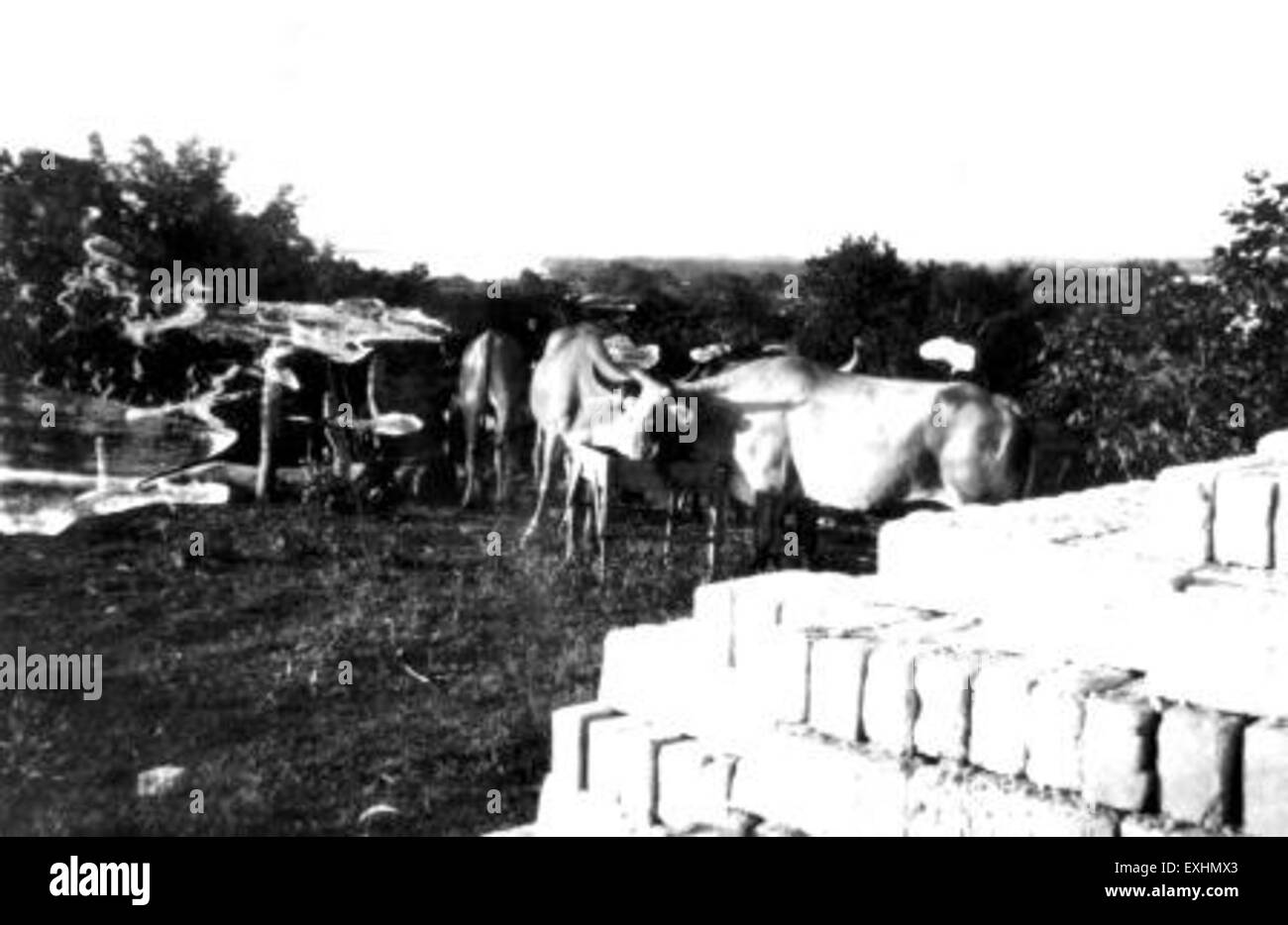 The successful construction of the pit silo in Araguacema, Goiás ...