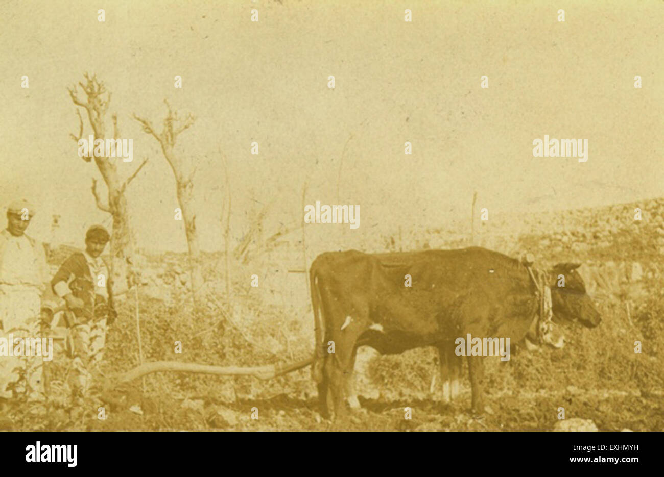 This photograph shows a plow team led by cows in Syria, with Anna ...