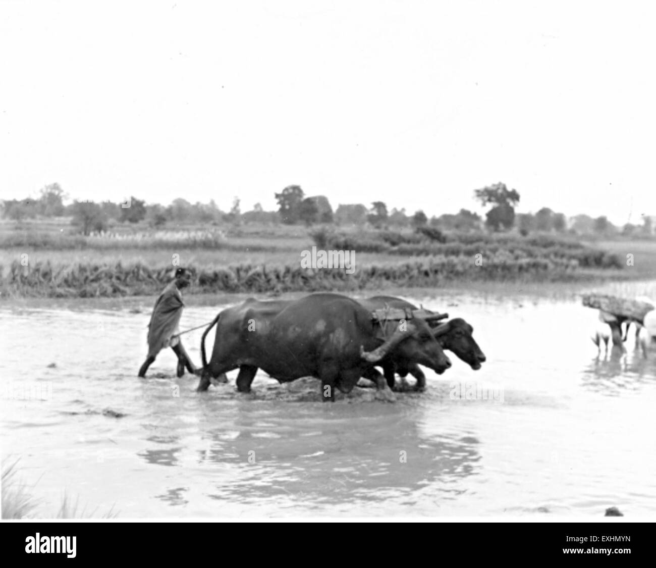 This undated image from Biyassiying, India, shows traditional rice ...