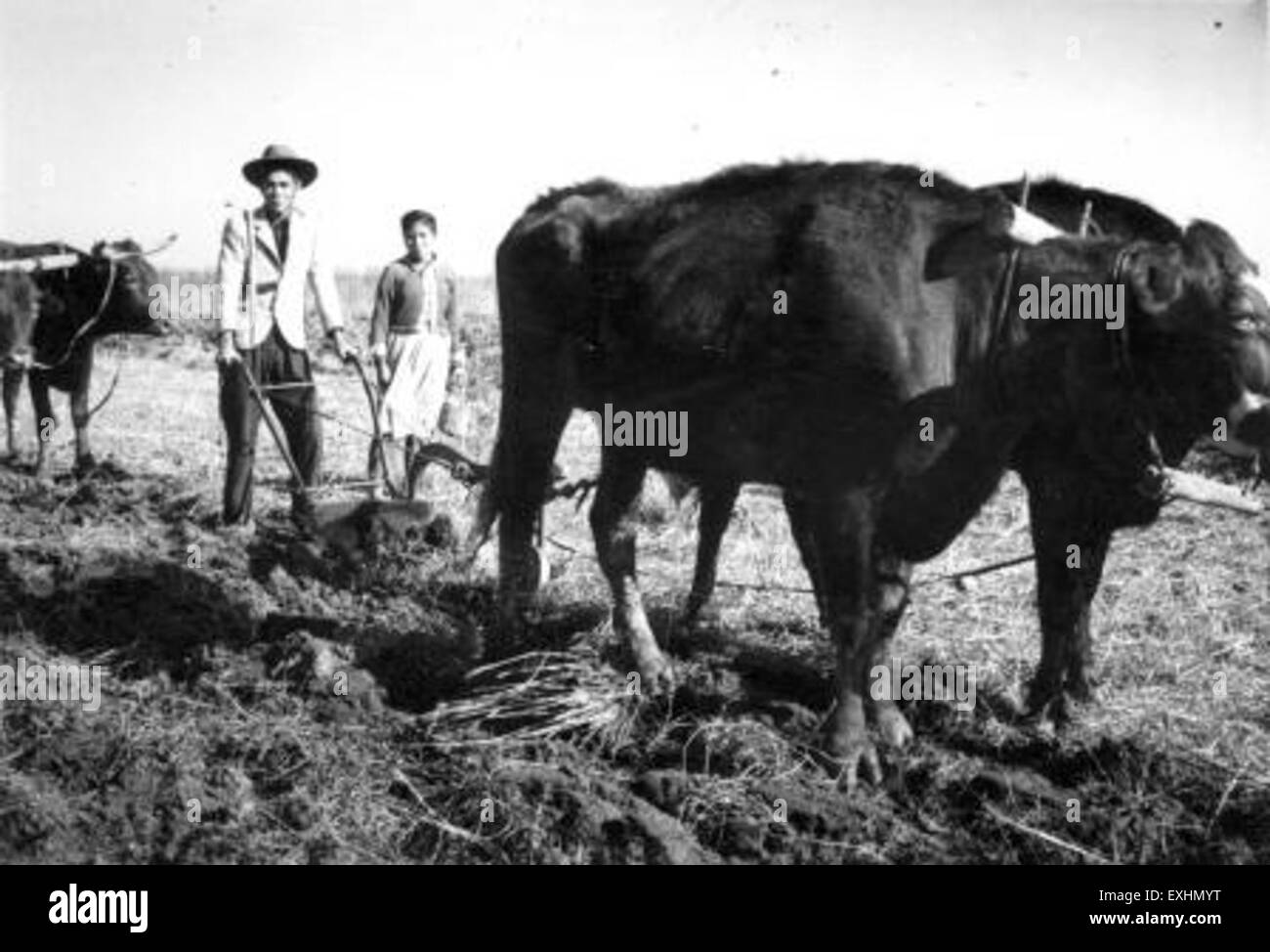Oxen plowing Black and White Stock Photos & Images - Alamy