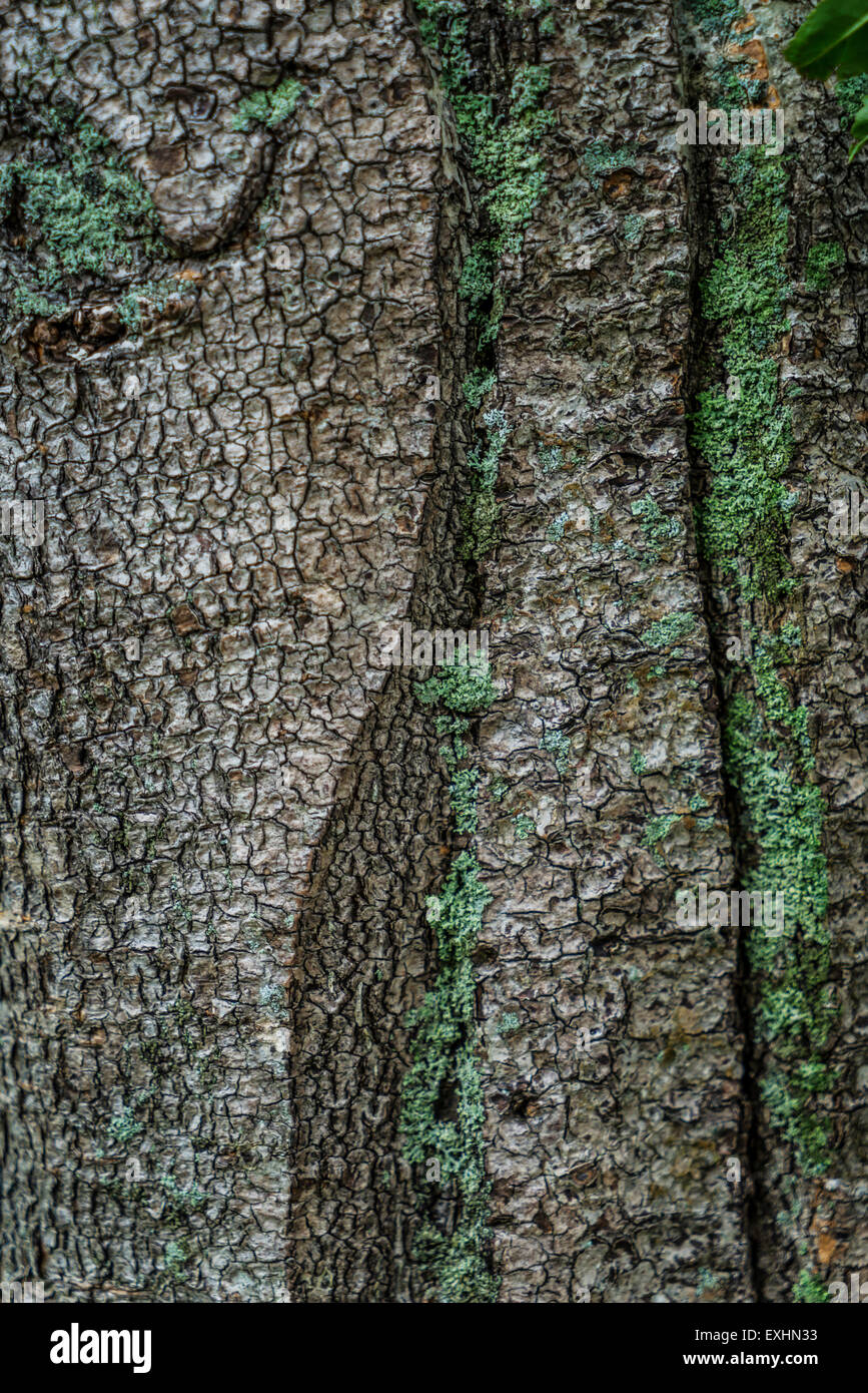 Close up of leaves of birch tree hi-res stock photography and images ...