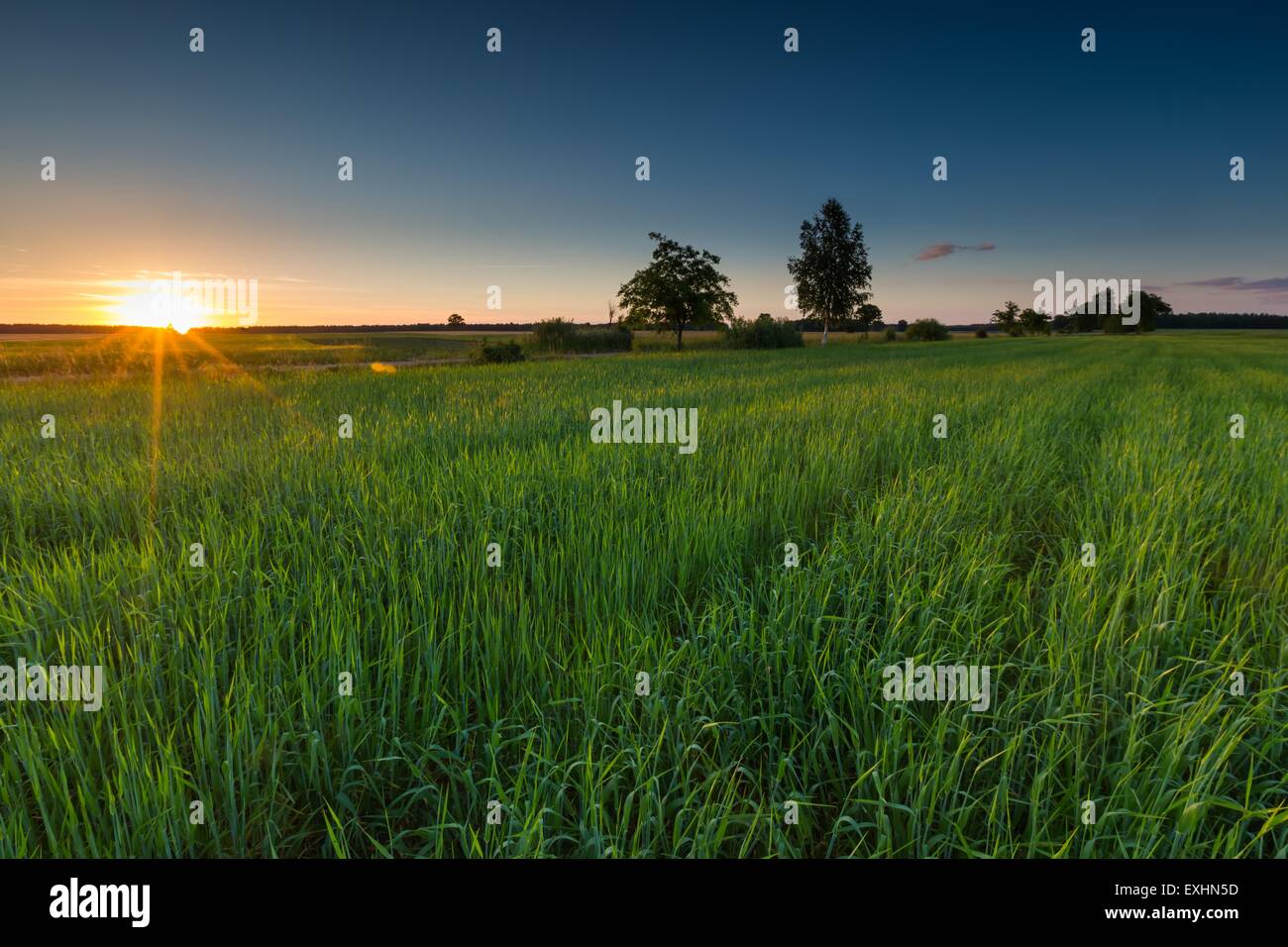 Beautiful landscape of green rye field at sunset. Agricultural ...
