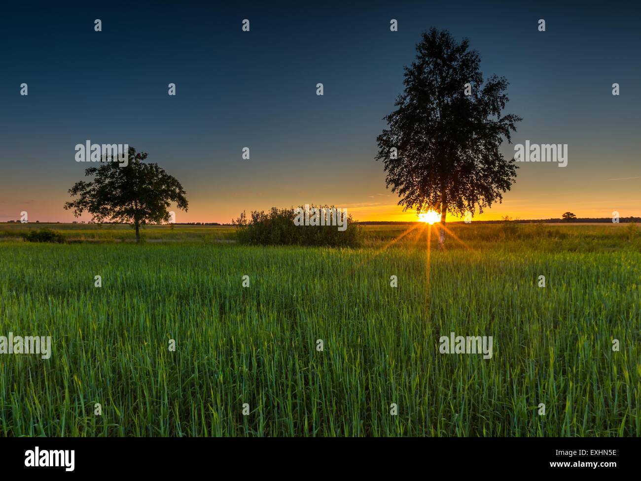 Beautiful landscape of green rye field at sunset. Agricultural ...