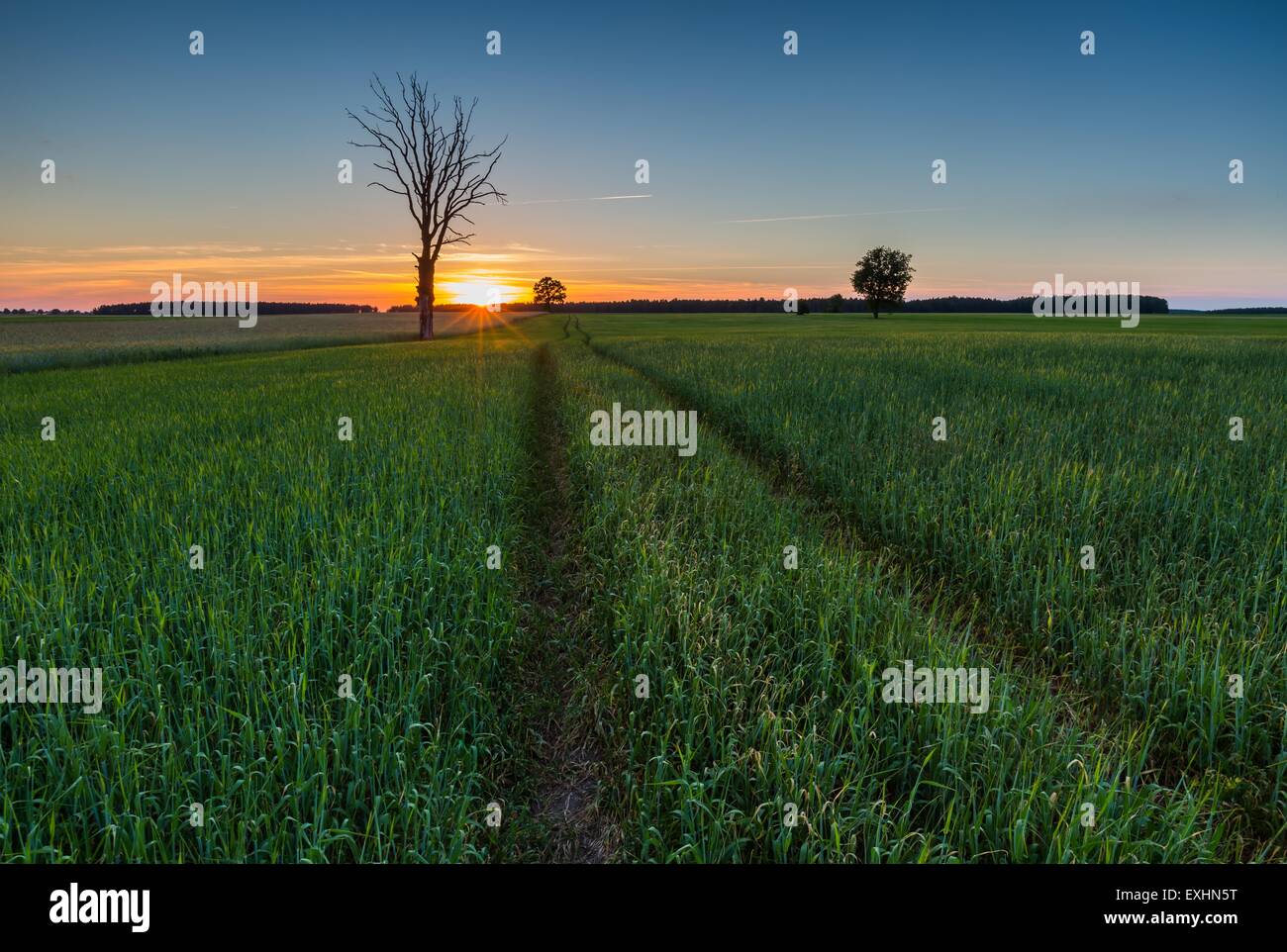 Beautiful landscape of green rye field at sunset. Agricultural ...