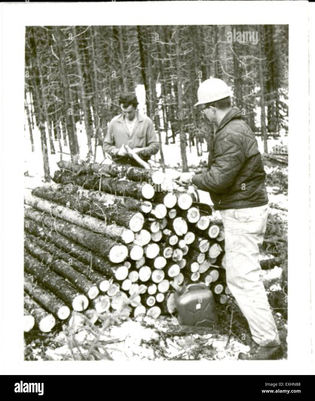 Pulp wood hi-res stock photography and images - Alamy