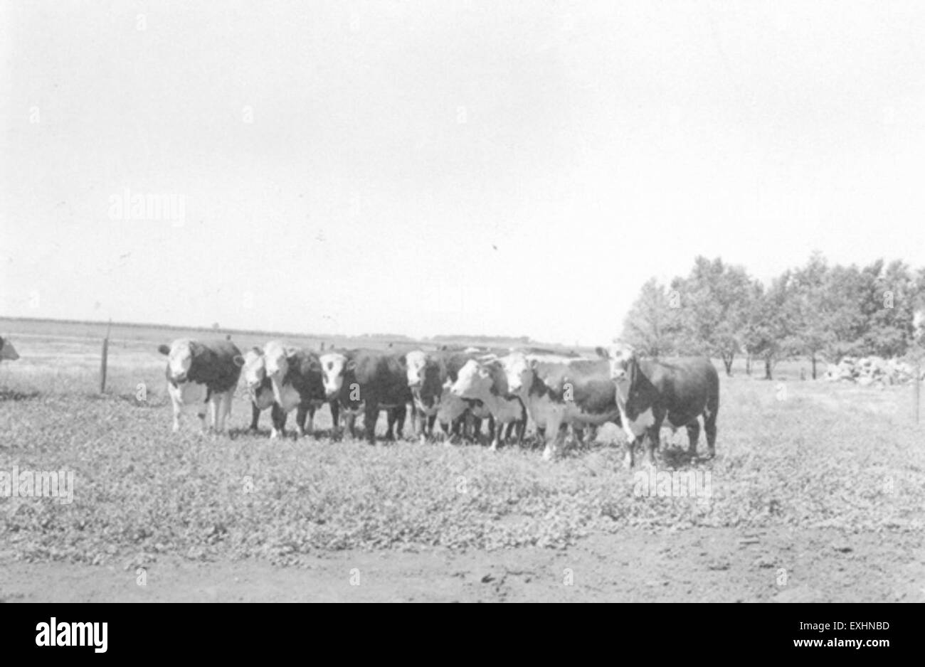 Minnesota farm cows hi-res stock photography and images - Alamy