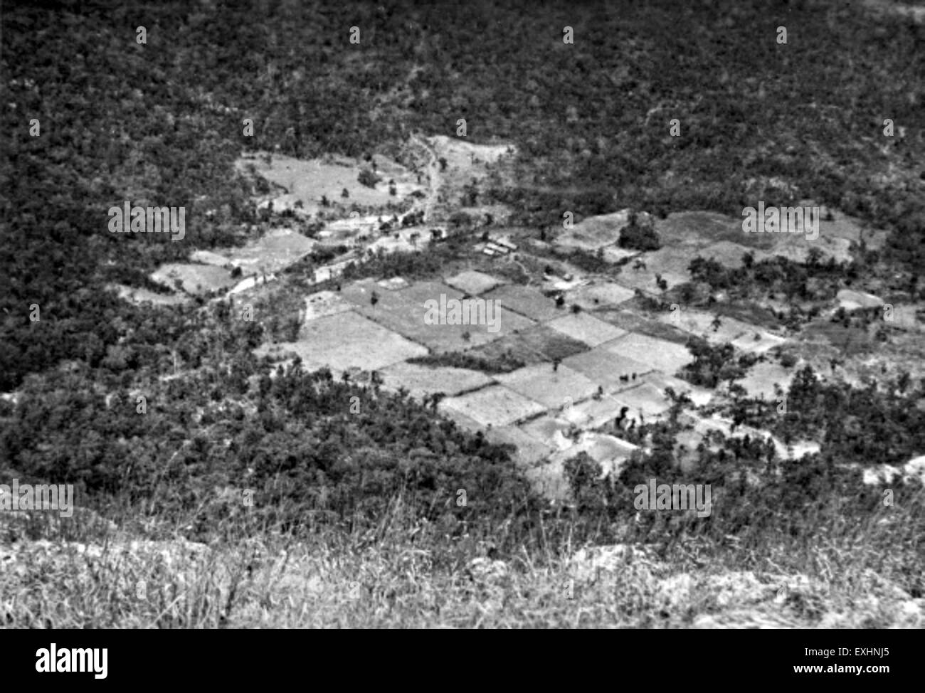 Rice fields, Kumar Pat, Bihar, India, 1950 1 Stock Photo - Alamy