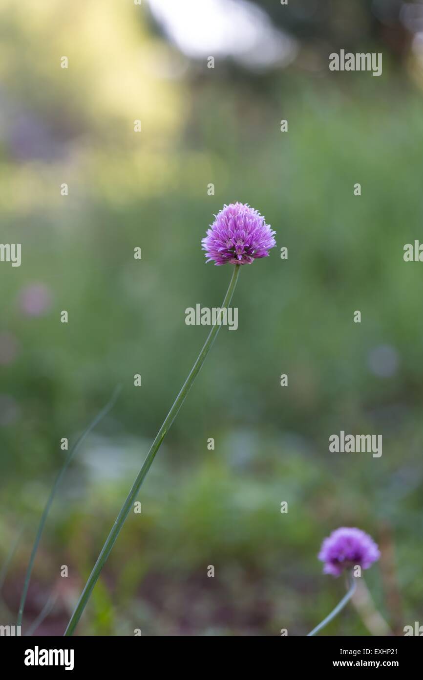 Beautiful flowers of chives photographed in garden. Pink flowers of ...