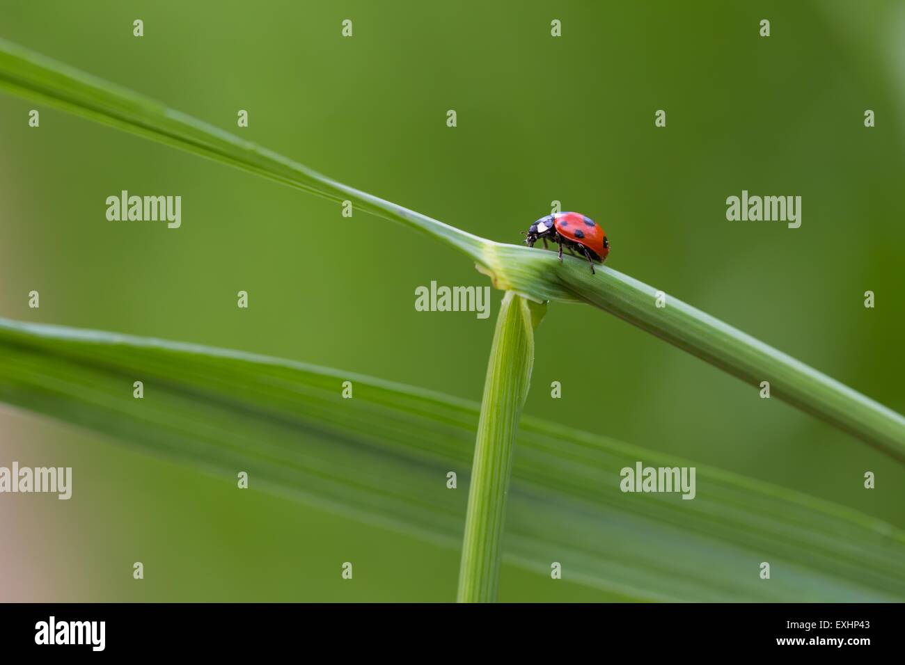 Beautiful macro shoot of ladybug sitting on grass leaf Stock Photo - Alamy