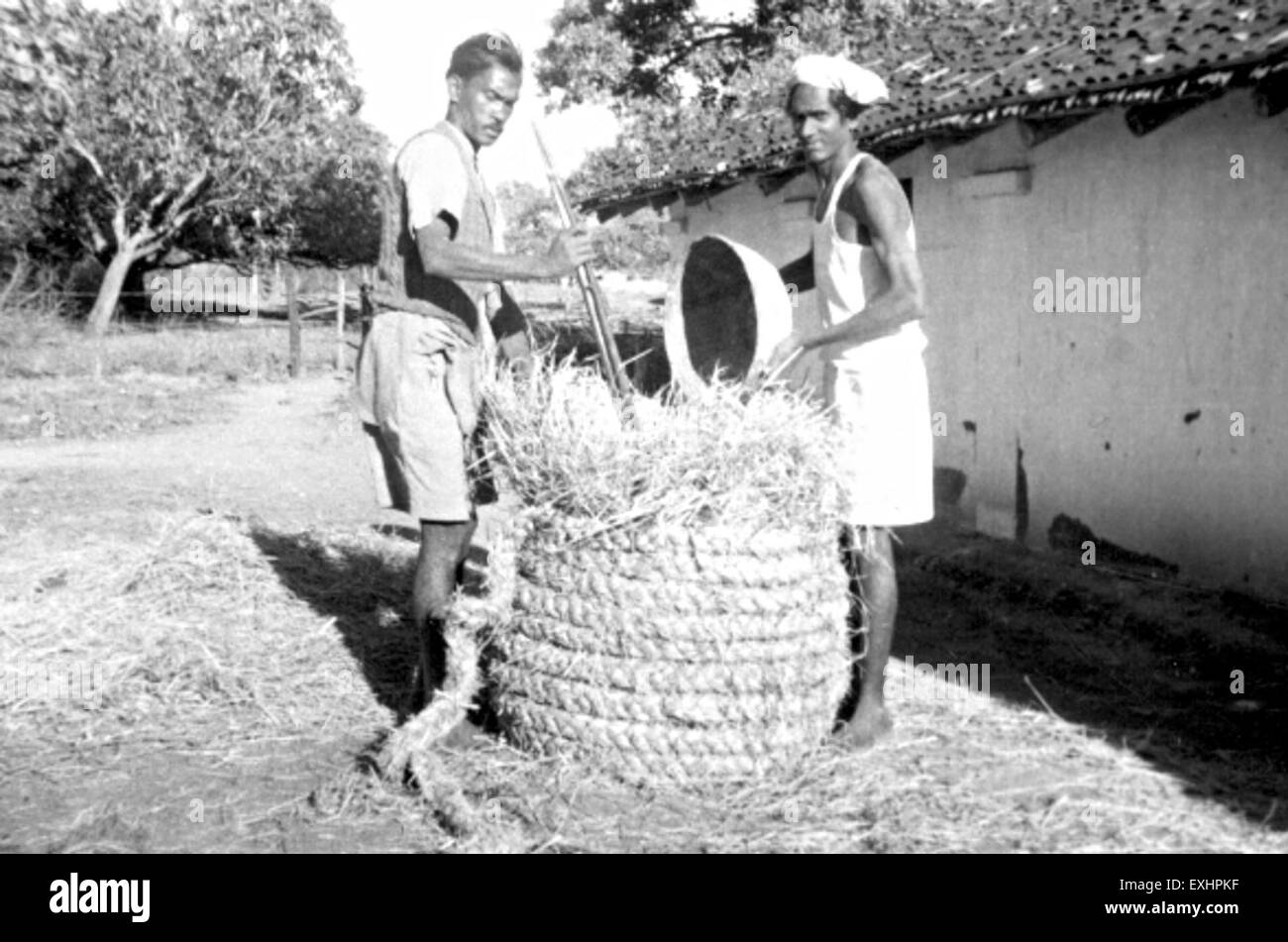 This photograph from 1956 shows rice being stored in India using ...