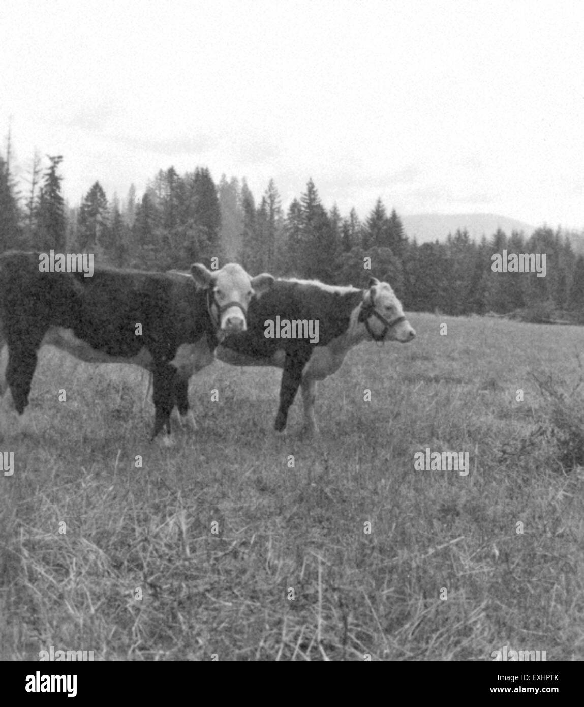 Focus home Black and White Stock Photos & Images - Alamy