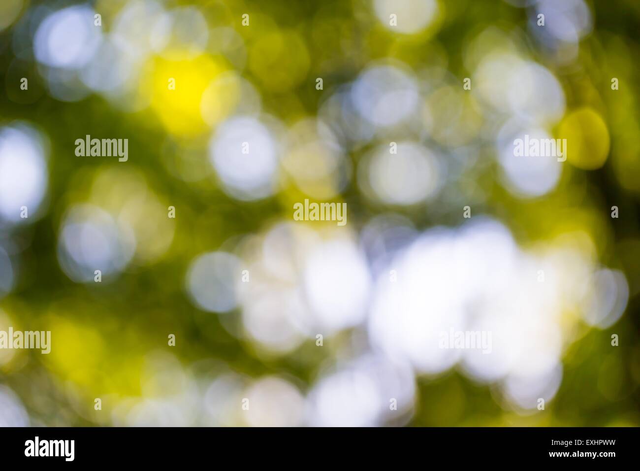 Forest bokeh hi-res stock photography and images - Alamy