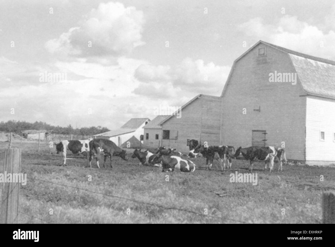 This image captures a rural scene from Tofield, Alberta, showcasing the ...