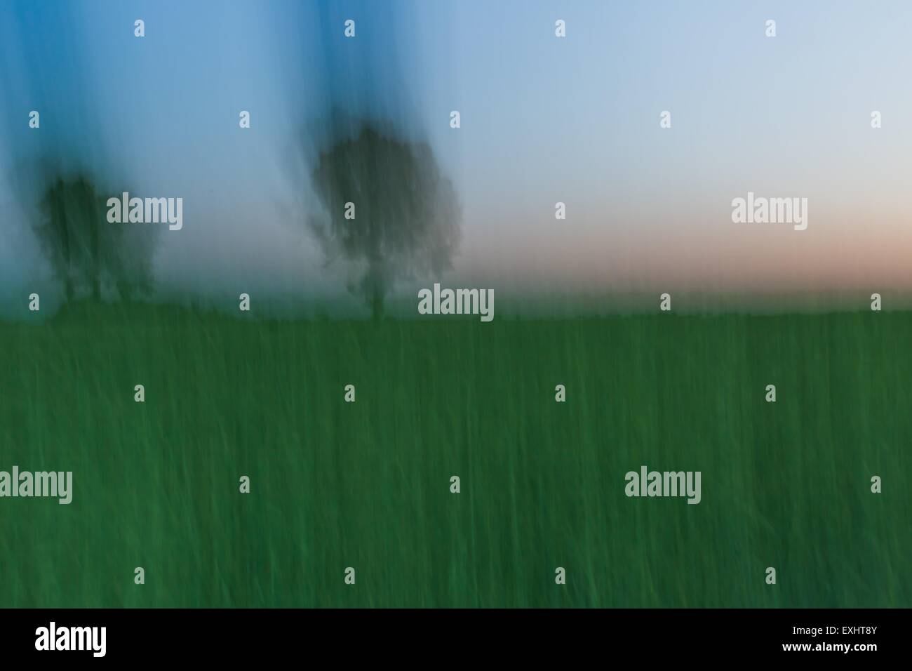 Background of blurred landscape. Corn field photographed at sunset or ...