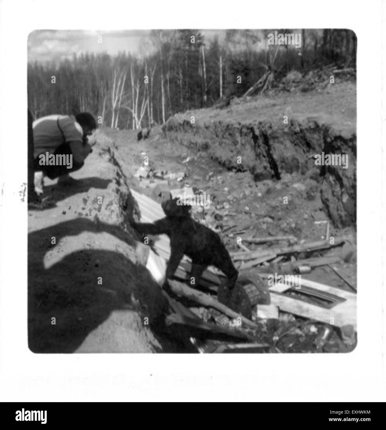 A photograph showing a bear rummaging through a dump in Anzac, Alberta ...