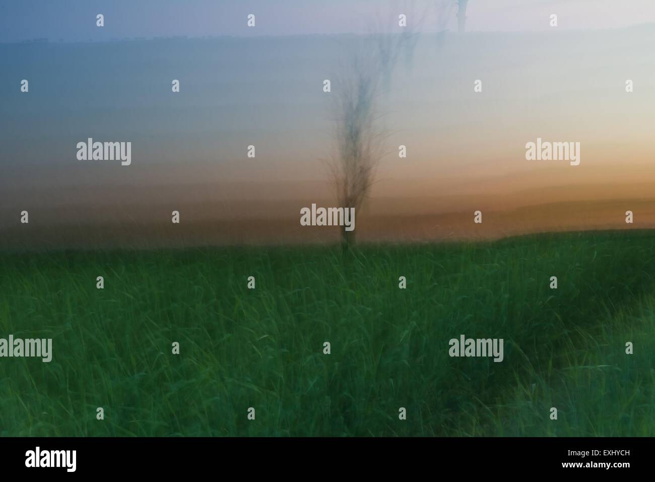 Background of blurred landscape. Corn field photographed at sunset or ...