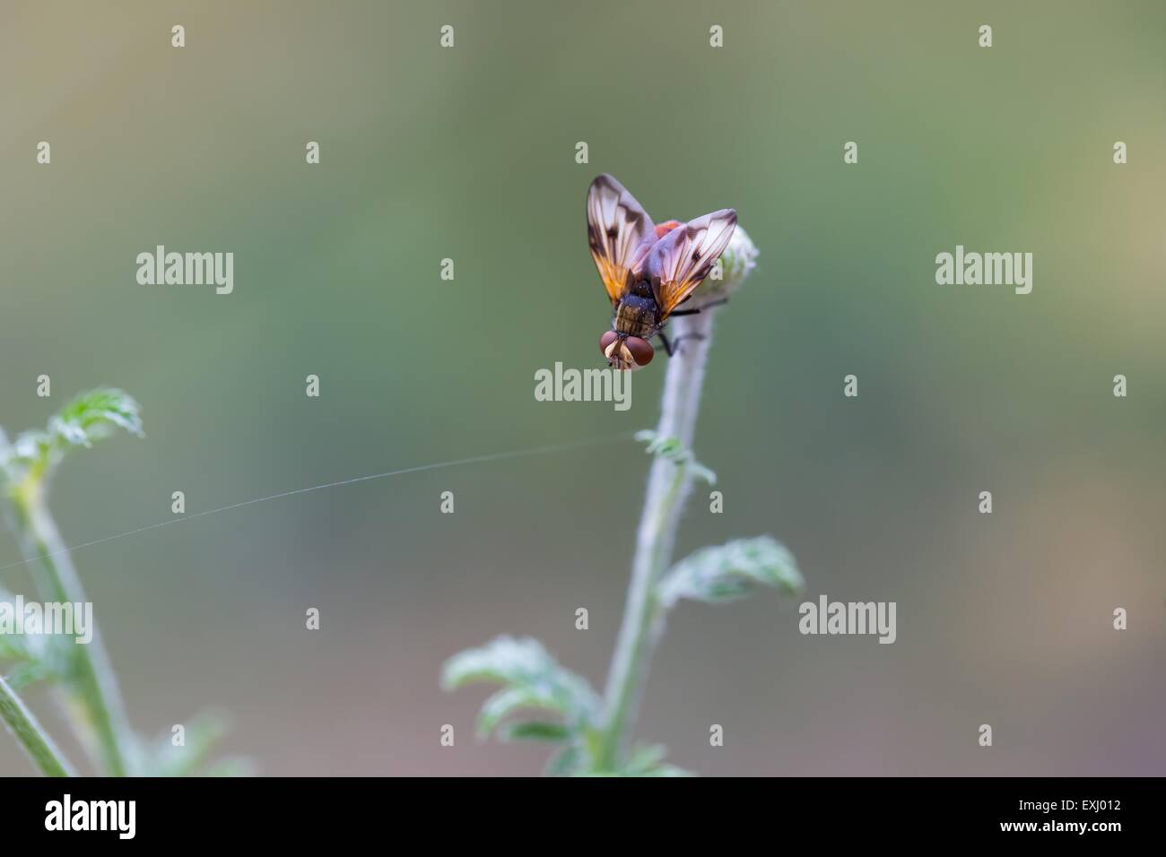 Fly sitting on plant. Close up of insect photographed in nature Stock ...