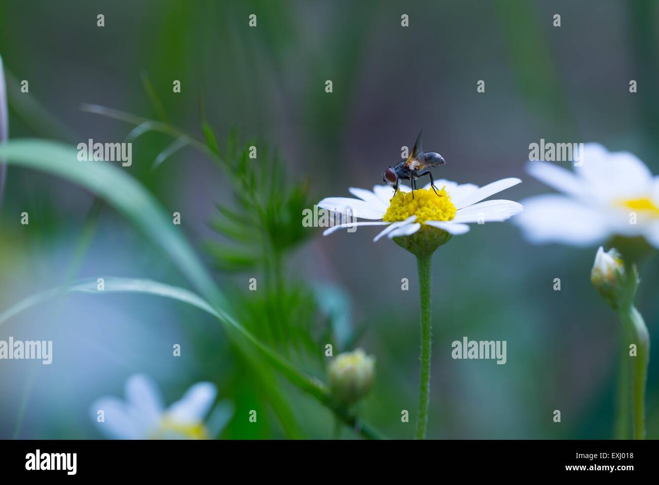 Fly sitting on plant. Close up of insect photographed in nature Stock ...