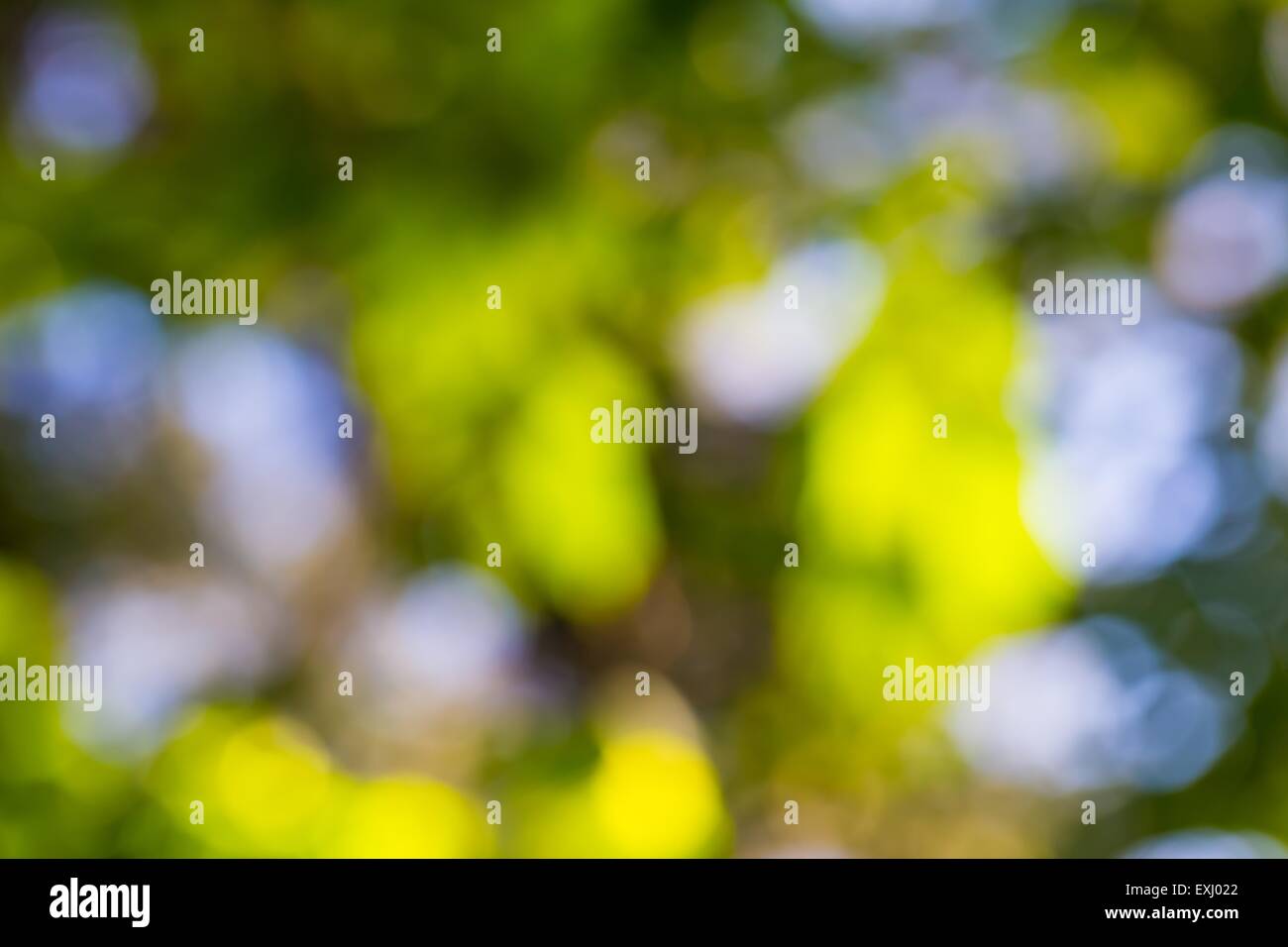 Abstract background of green forest bokeh. Blurry forest backdrop Stock ...