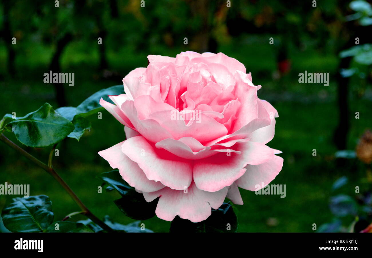 Sweet pink roses hi-res stock photography and images - Alamy