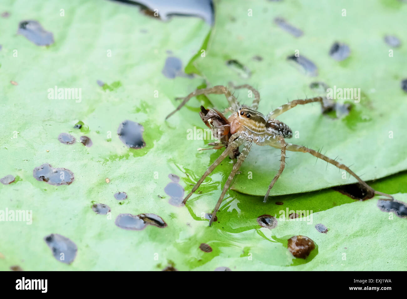 Spider lily pond plant hi-res stock photography and images - Alamy
