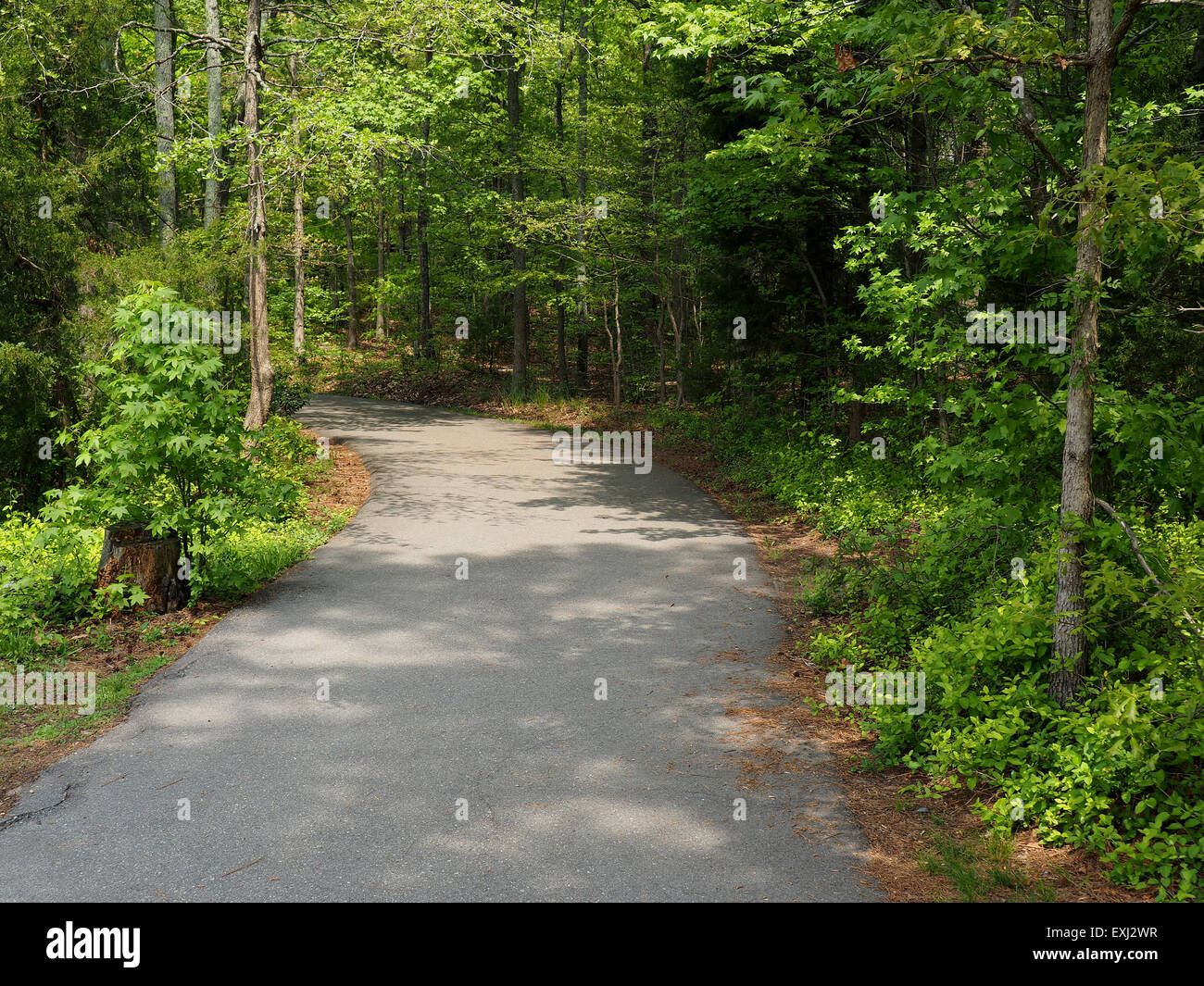 Path into the woods at Deep Run Park VA USA Stock Photo - Alamy