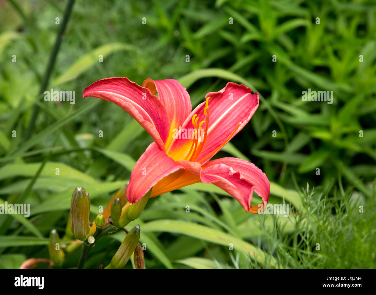 The lily is a trumpeted shaped flower with very prominent stamen. This ...