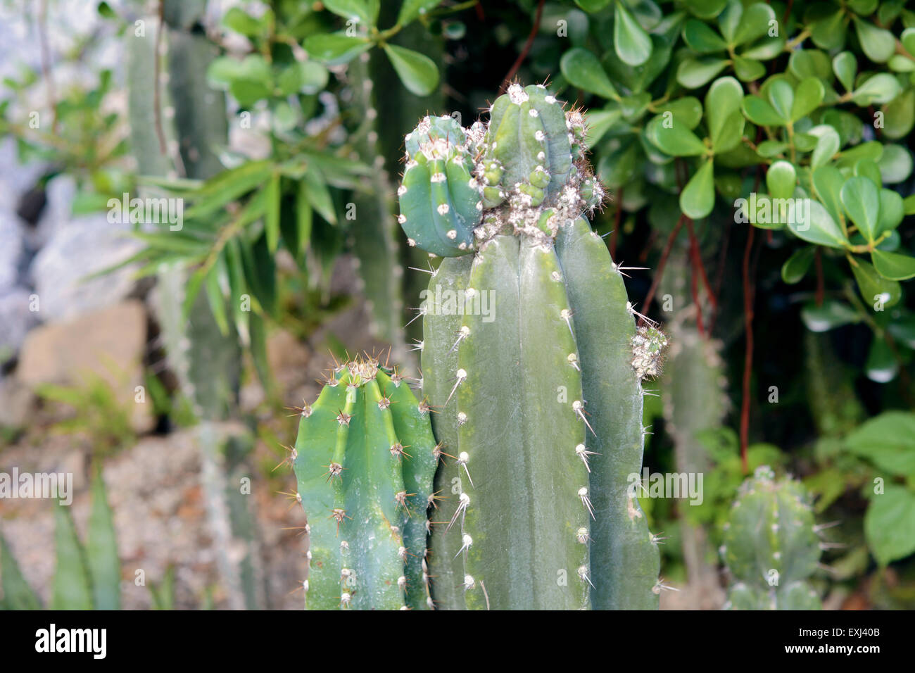 Cactus in a botanical garden in Rio de Janeiro, Brazil Stock Photo - Alamy