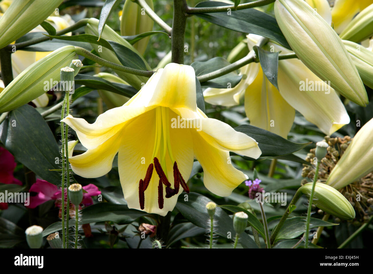 The lily is a large trumpeted flower with stamens that are very ...