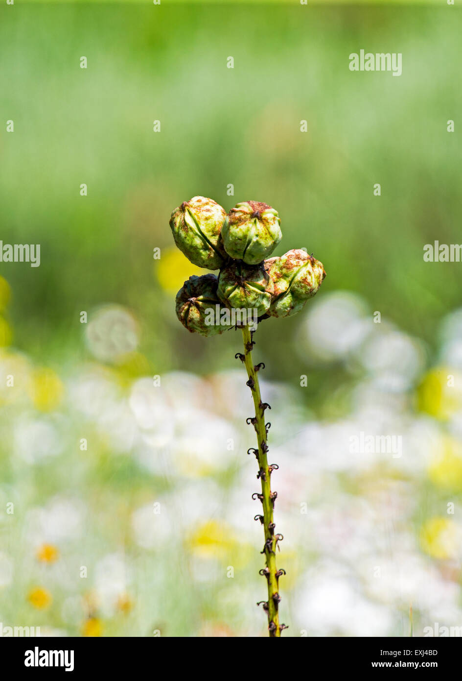 Yucca angustifolia hi-res stock photography and images - Alamy
