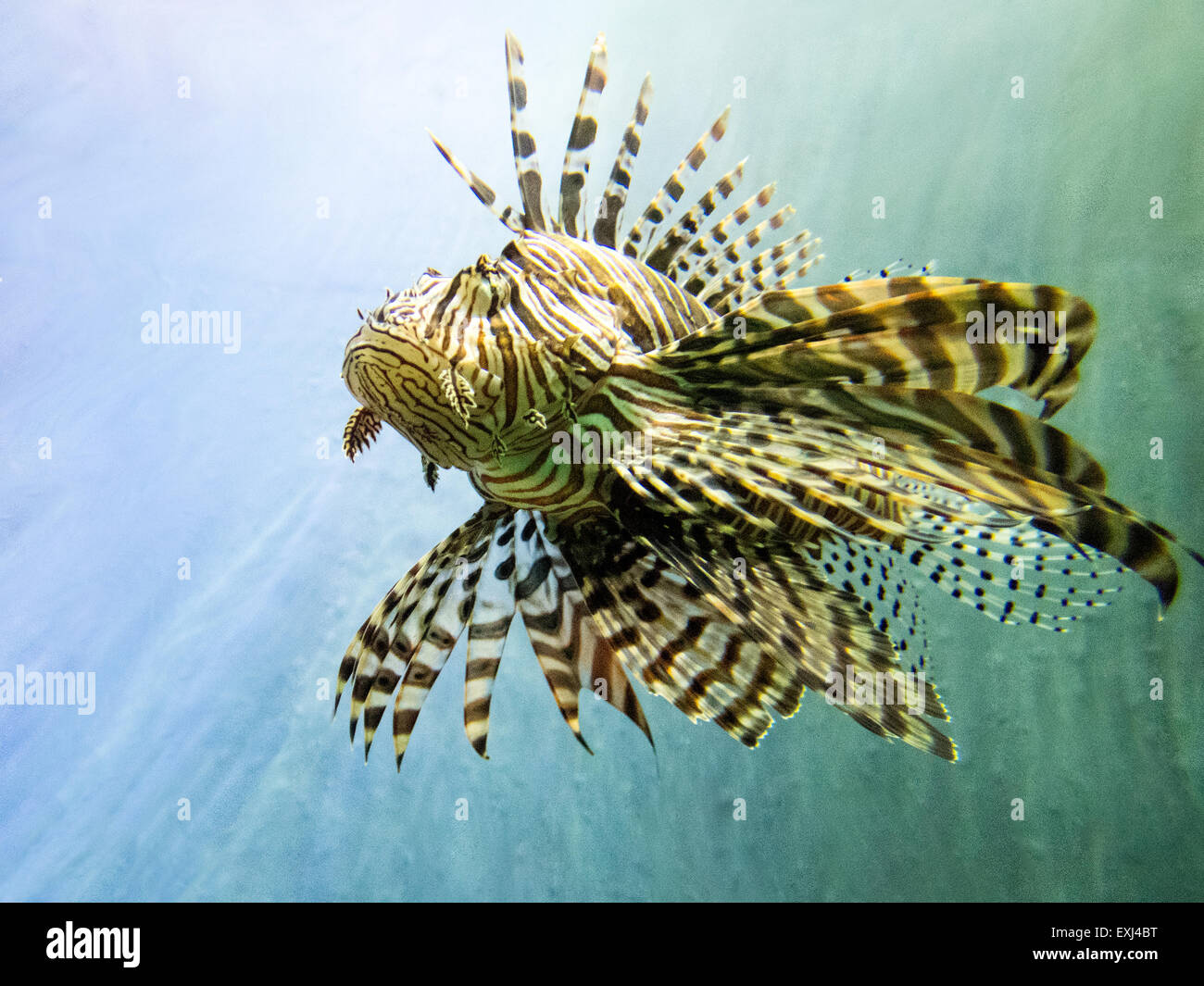 Indo pacific lionfish caribbean hi-res stock photography and images - Alamy