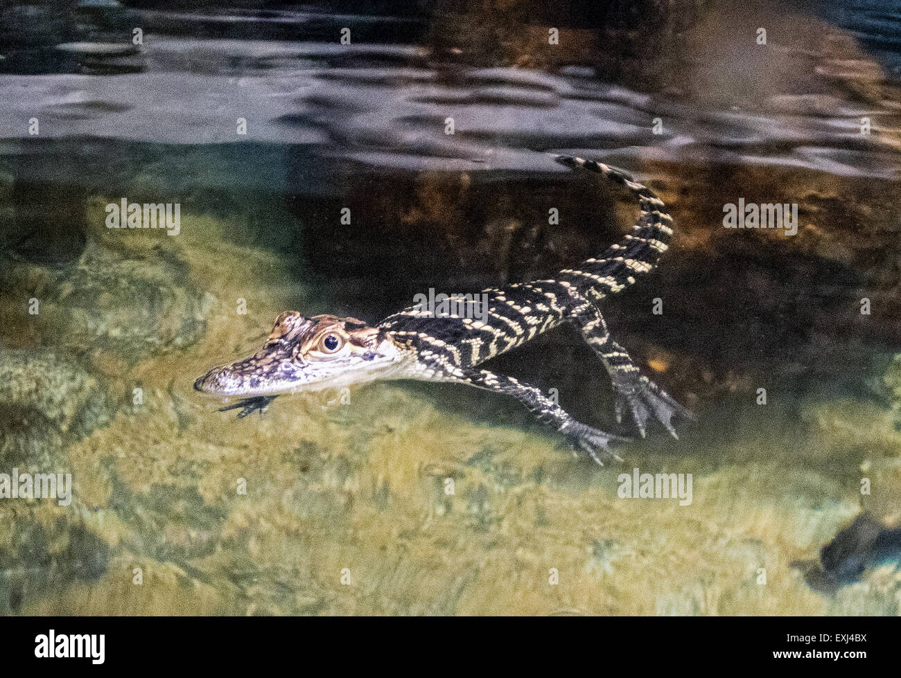 Juvenile American alligator in a body of water Stock Photo - Alamy