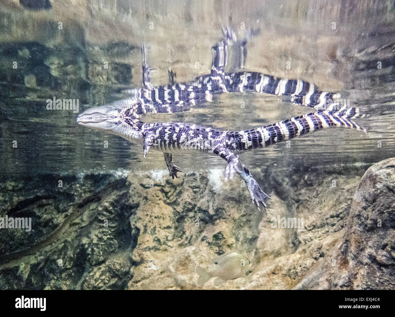 Juvenile American alligator in a body of water Stock Photo - Alamy