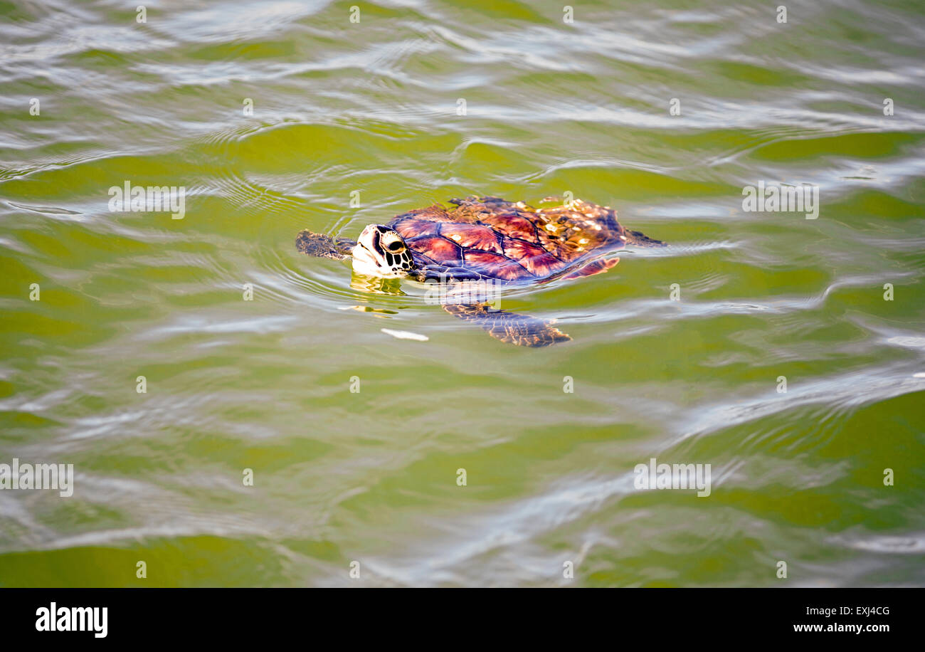 Green sea turtle on the surface Stock Photo - Alamy