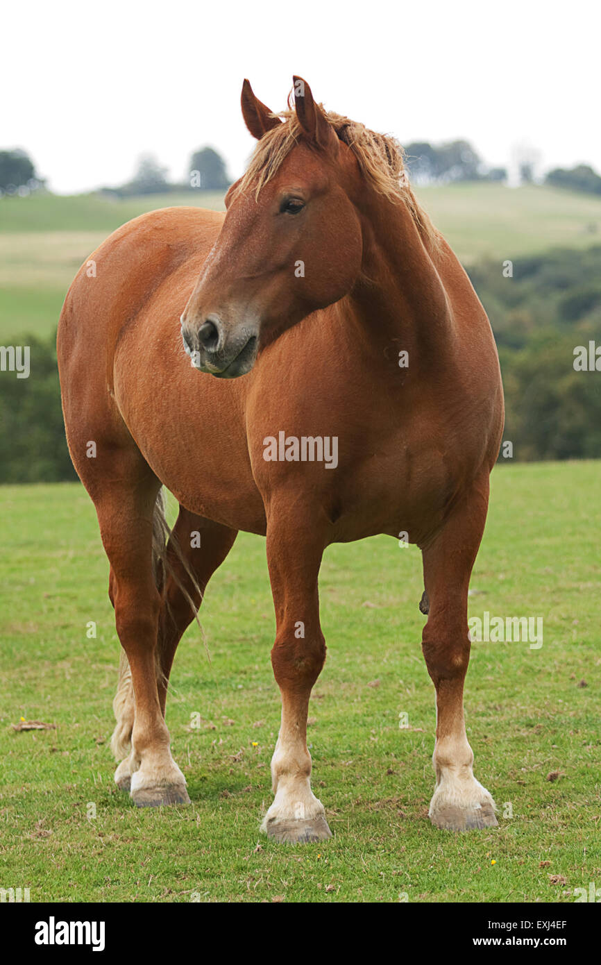 photo of a beautiful heavy horse Stock Photo - Alamy