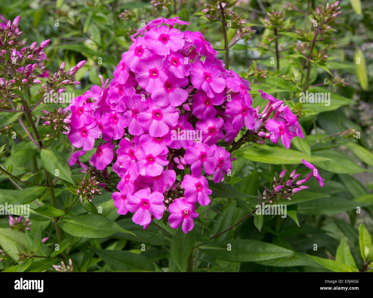 The Phlox Paniculata Is Native To The Us And Canada This One Is Pink In Color And Produces