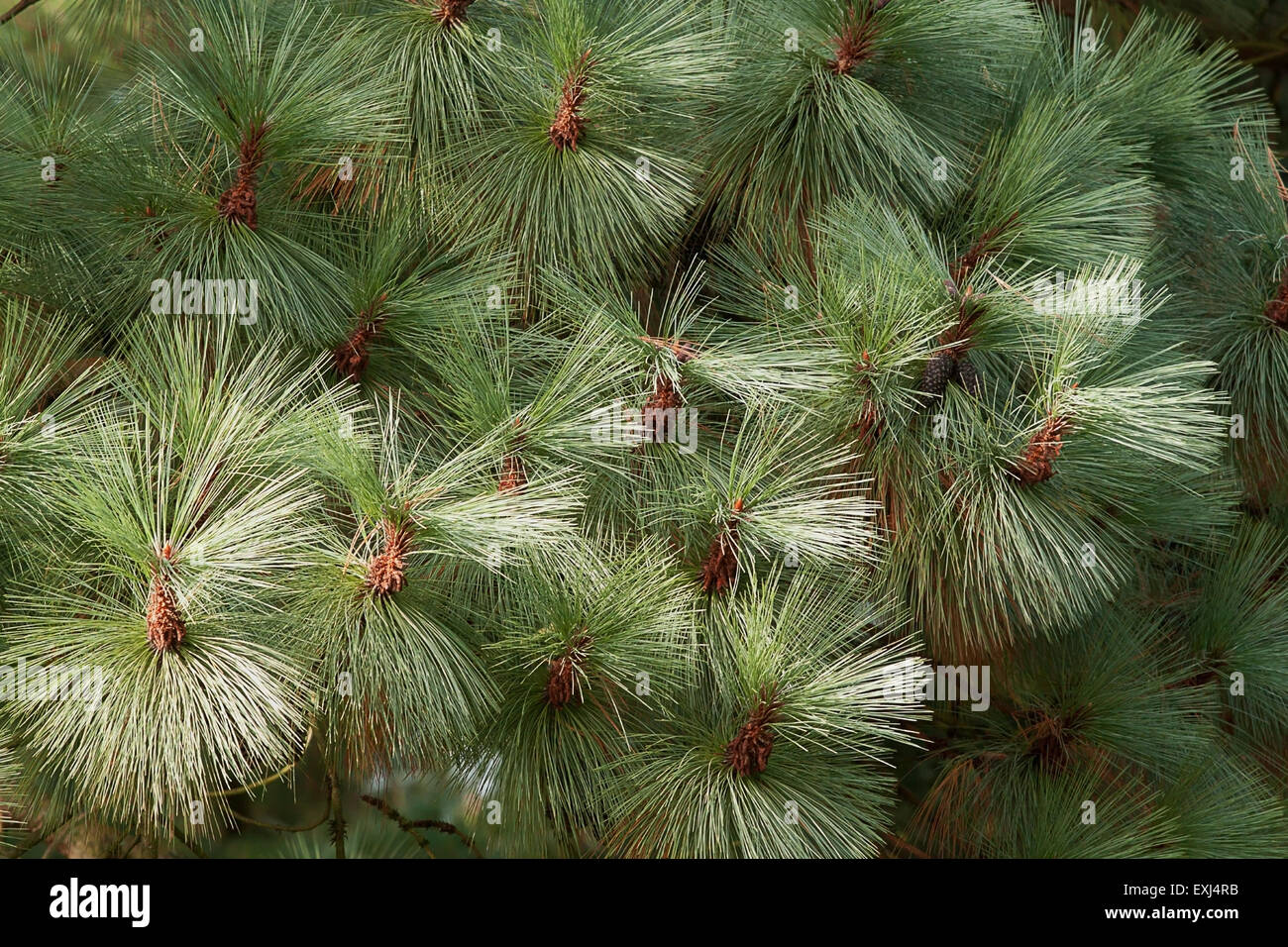 closeup of tree foliage Stock Photo - Alamy