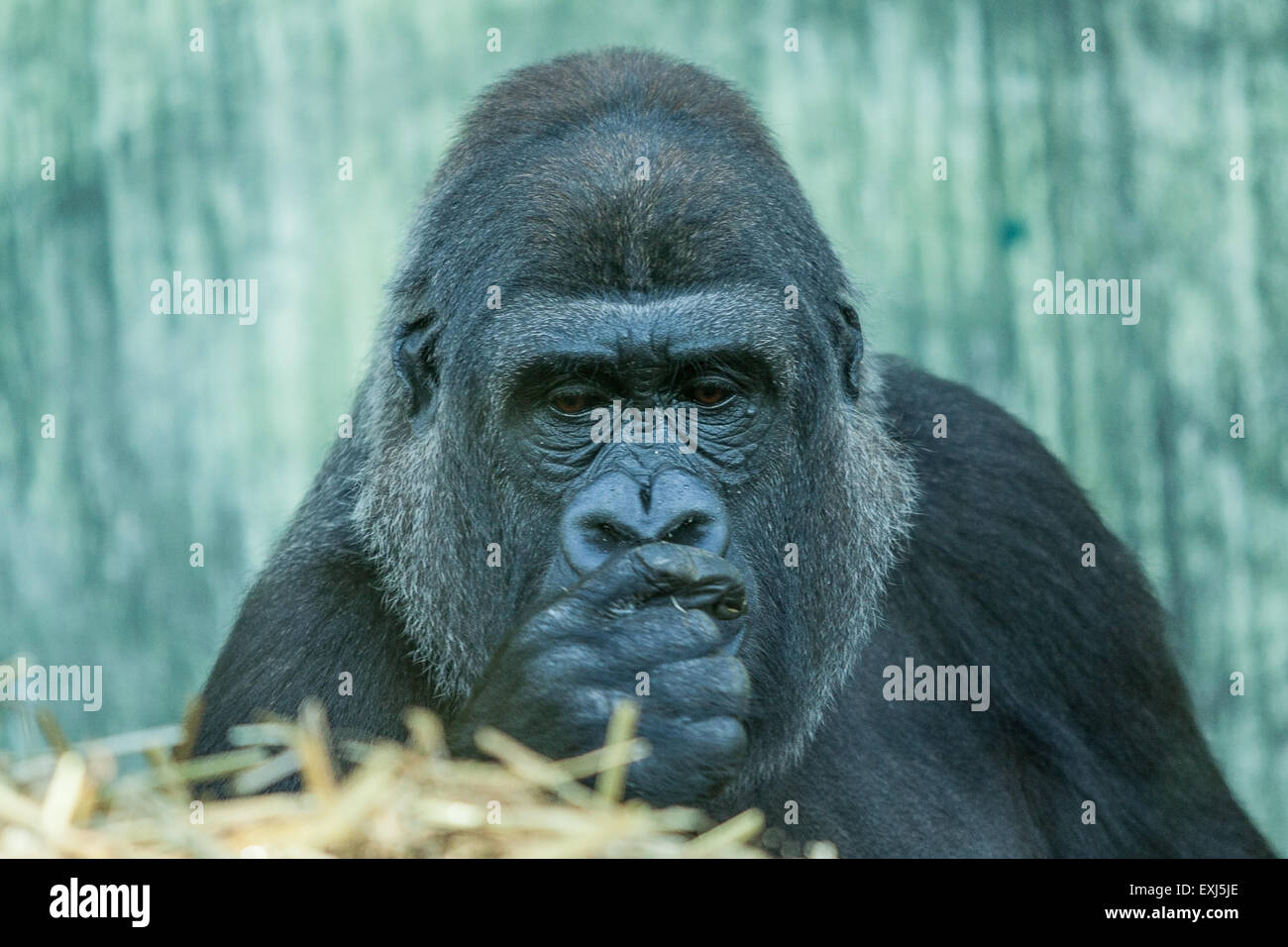 photo portrait of a female lowland gorilla Stock Photo - Alamy