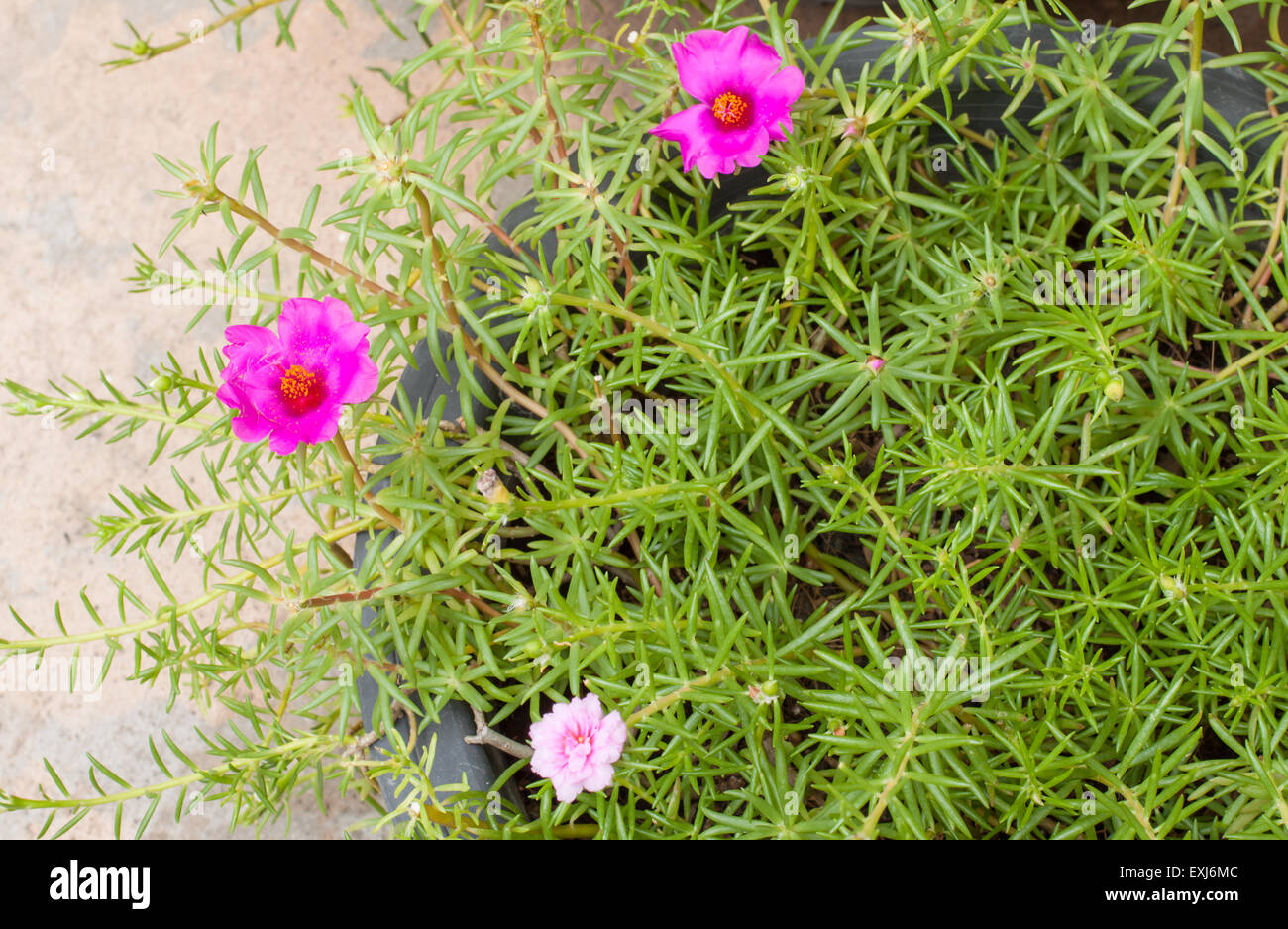 Beautiful portulaca hi-res stock photography and images - Alamy