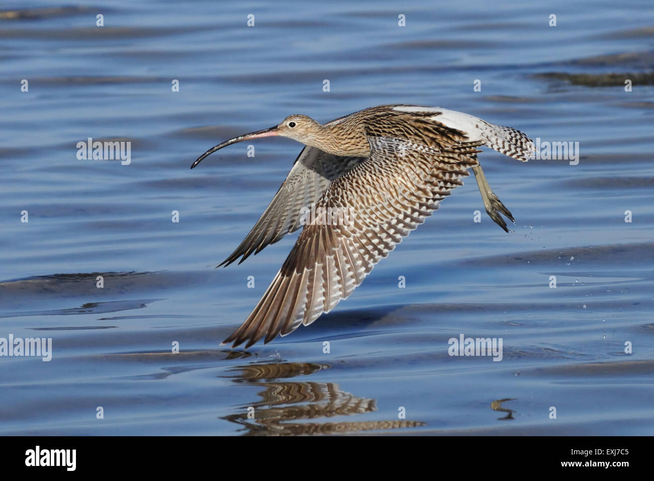 Curlew flying hi-res stock photography and images - Alamy