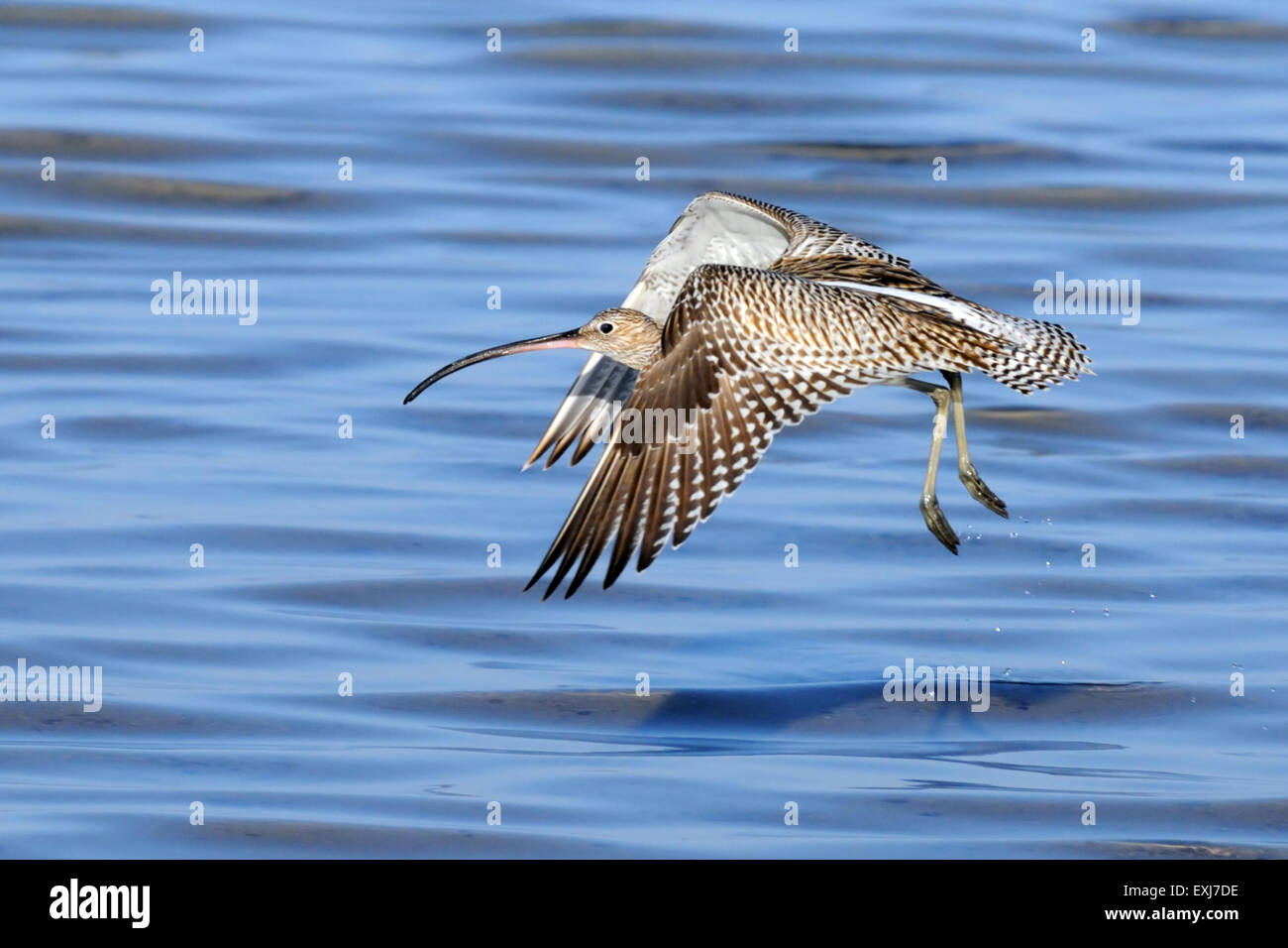 Curlew flying hi-res stock photography and images - Alamy