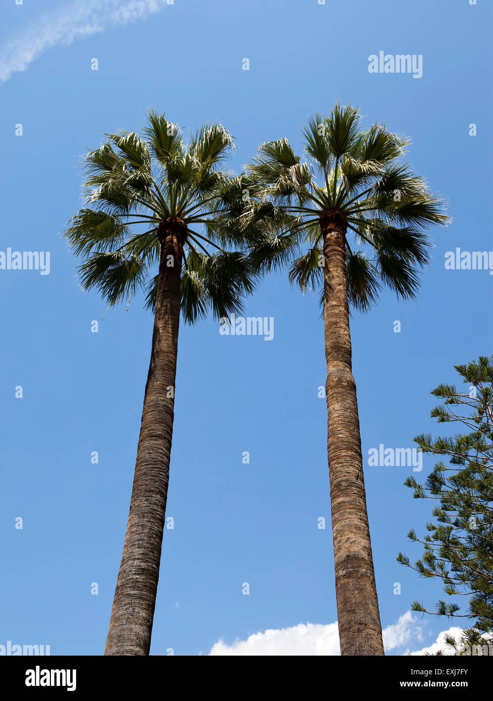 Two palm trees on background of blue sky Stock Photo - Alamy