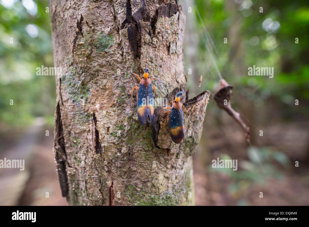 Pyrops sultana sp.­ of Borneo Stock Photo - Alamy