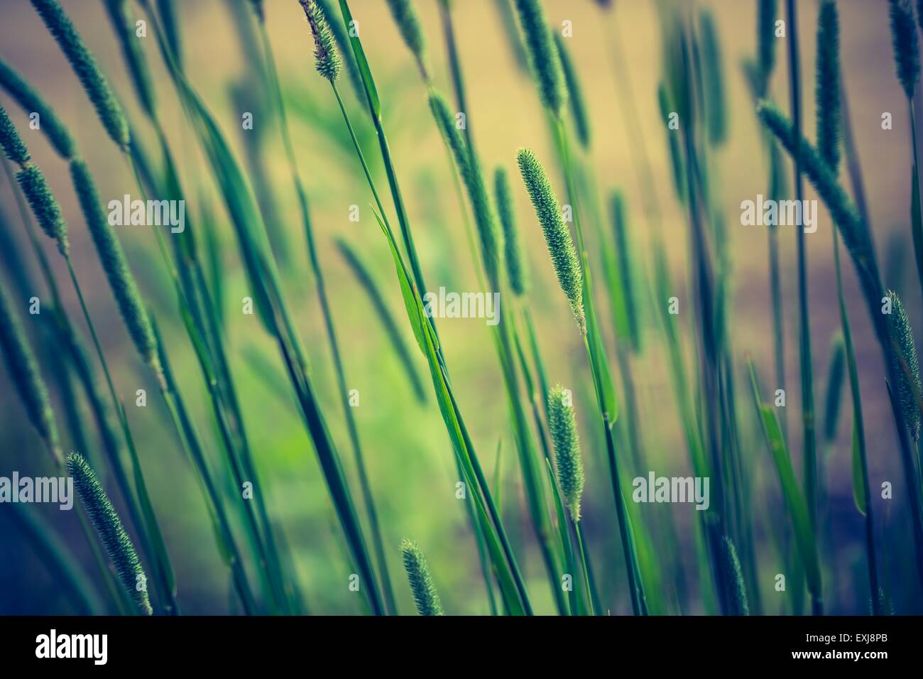 Vintage photo of grass ears. Beautiful wild grass blooming in summer ...