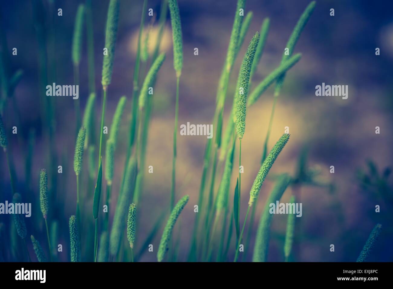 Vintage photo of grass ears. Beautiful wild grass blooming in summer ...