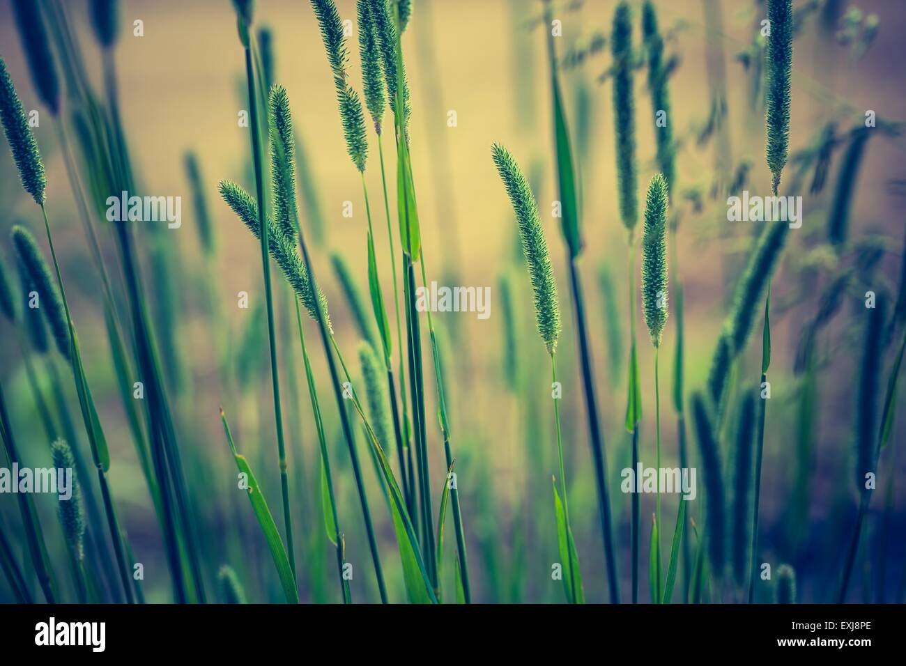 Vintage photo of grass ears. Beautiful wild grass blooming in summer ...