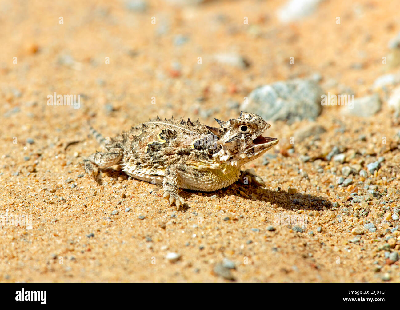 Horned Lizard Also known as Horny Toad Stock Photo - Alamy
