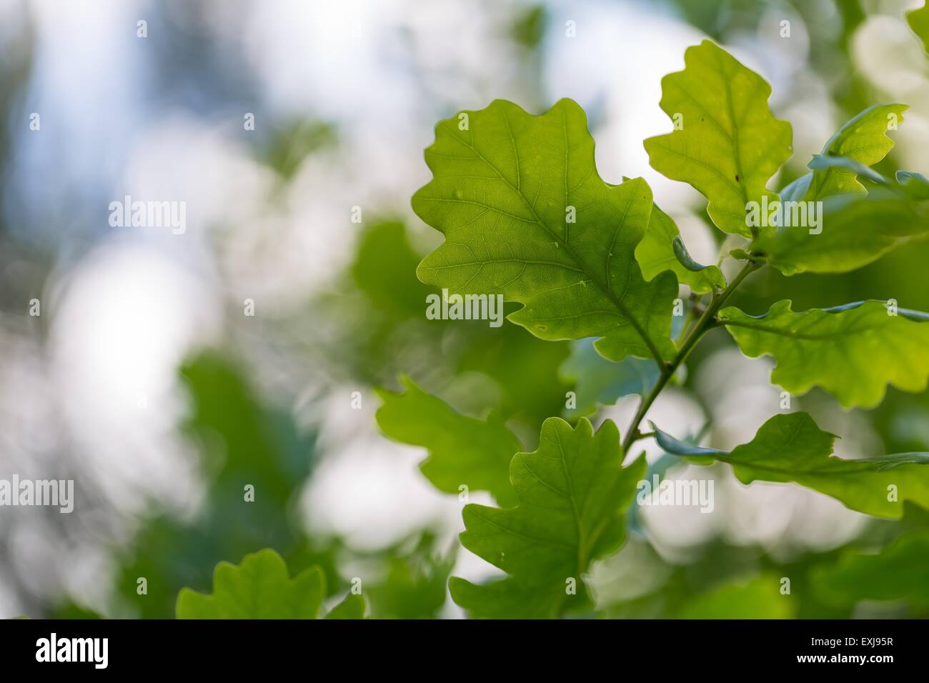 Beautiful young oak leaves in close up. Nature background of green ...